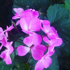 Vem espírito santo do bem, Aladim Santos - Qobuz