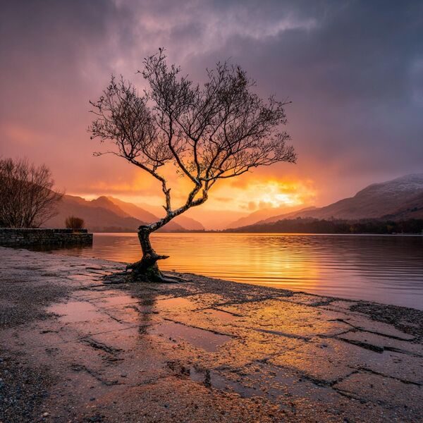 The lonely tree, Molster Music - Qobuz