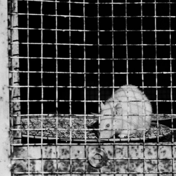 i wish i were a wizard, The Dylan Farnum Look - Qobuz