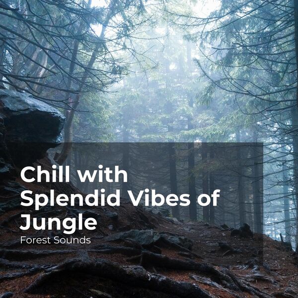 Chill with Splendid Vibes of Jungle, Forest Sounds - Qobuz