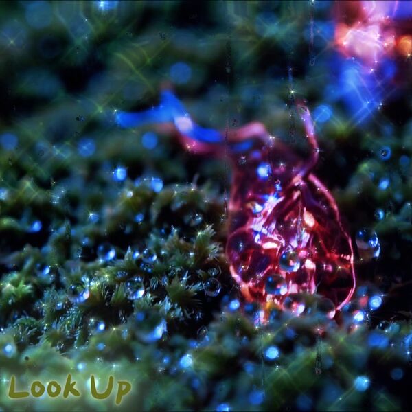 Look Up, Samuel Abel Adams - Qobuz