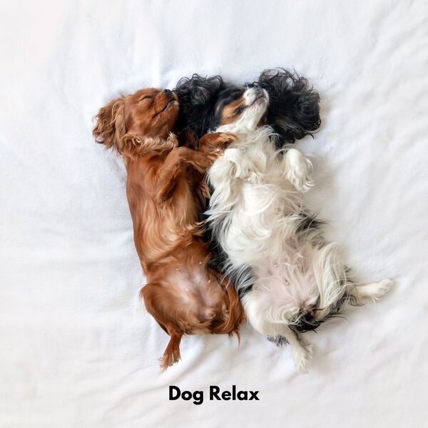 Dog Relax, Relaxing Dog Music Playlists - Qobuz