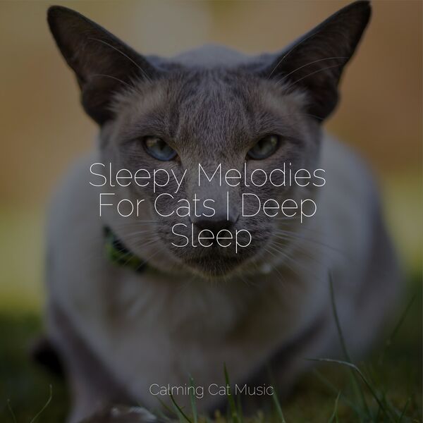 Sleepy Melodies For Cats | Deep Sleep, Music for Resting Cats - Qobuz