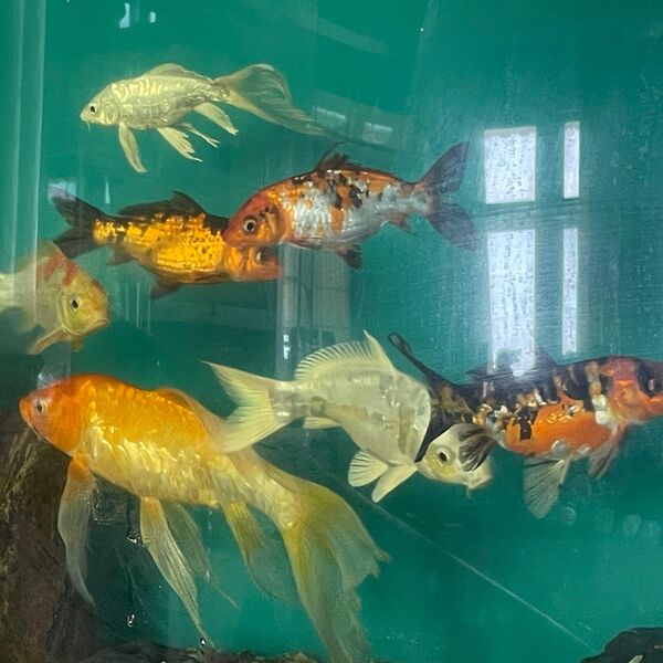 Aage se peeche tak 2024 - 9:25:24, 11.32 PM, Janu Mathai - Qobuz