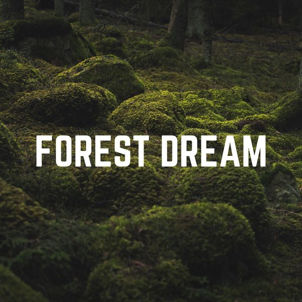 Forest Dream, Soft Soundscapes - Qobuz