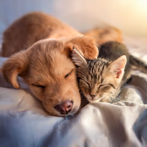 Melodías Puras Para La Calma De Las Mascotas Por La Noche Tranquila ...