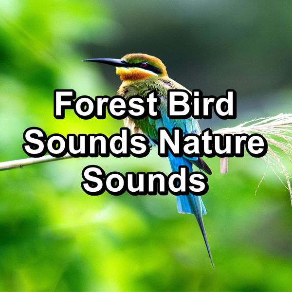Forest Bird Sounds Nature Sounds, Paudio by Sleep - Qobuz