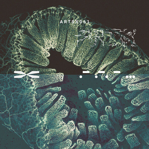 Bare Roots EP, DBFB - Qobuz