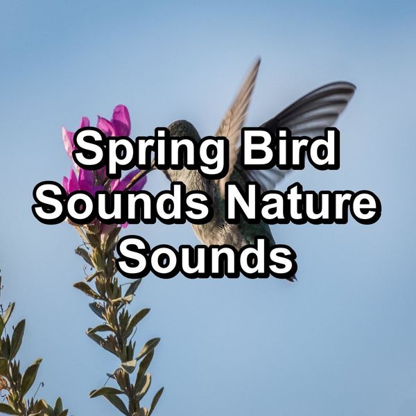 Spring Bird Sounds Nature Sounds, Calming Bird Sounds - Qobuz