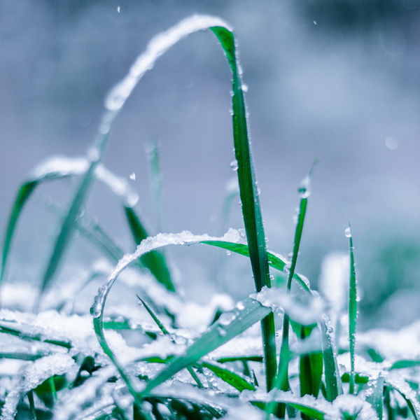 60 Canciones Ambientales Animadas, Canción de Cuna - Qobuz