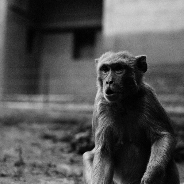 pandora's dick in a bento box, The Dylan Farnum Look - Qobuz