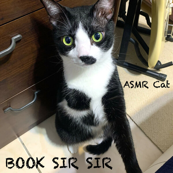 Cat Eating Wet Food, Book Sir Sir ASMR - Qobuz