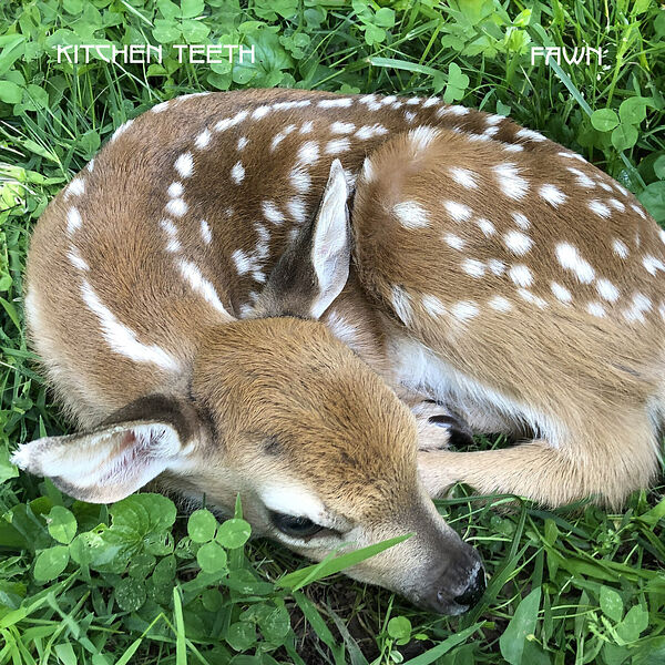 Fawn, Kitchen Teeth - Qobuz