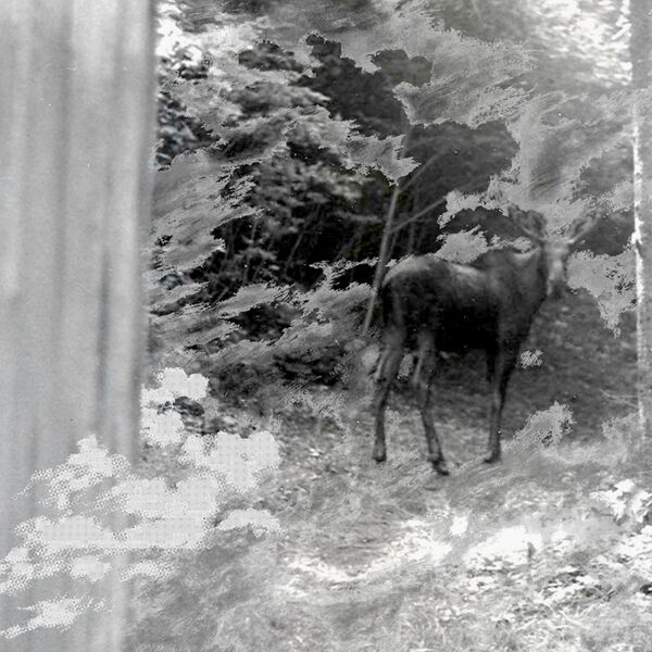 Daily, Squiggly Lines - Qobuz