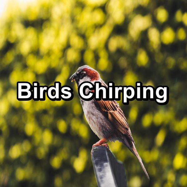 Birds Chirping, Nature Sounds & Bird Sounds - Qobuz
