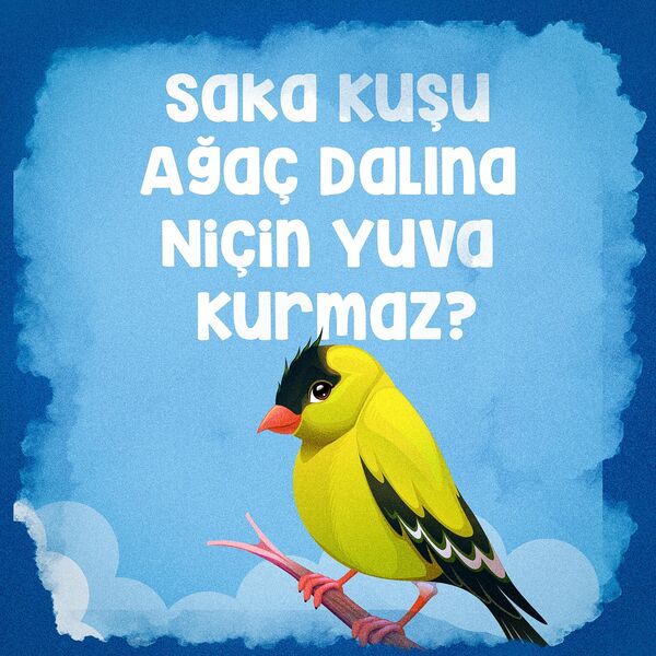 Saka Kuşu Ağaç Dalına Niçin Yuva Kurmaz, Özlem Türay - Qobuz