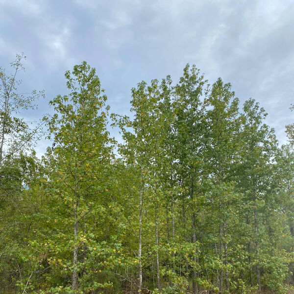 Wockstarz (feat. Mob Made Joe), La Ravo - Qobuz