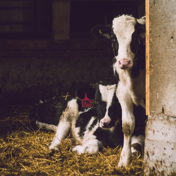 Polish cow 3, 30 Minutes Of Heaven - Qobuz