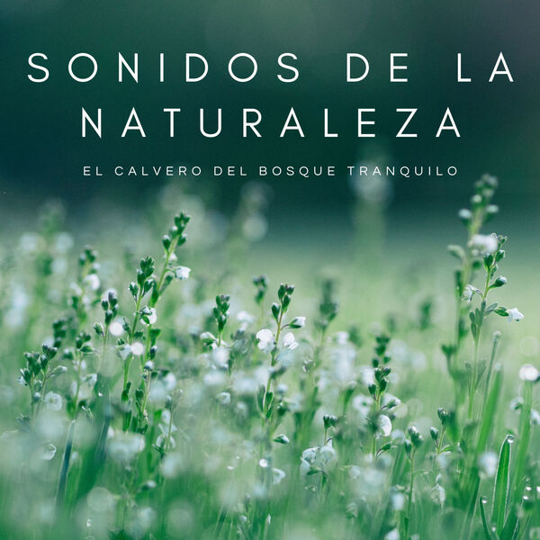 Sonidos De La Naturaleza: El Calvero Del Bosque Tranquilo, Música Para ...