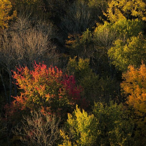 Autumn Colors, Curry Winborn - Qobuz
