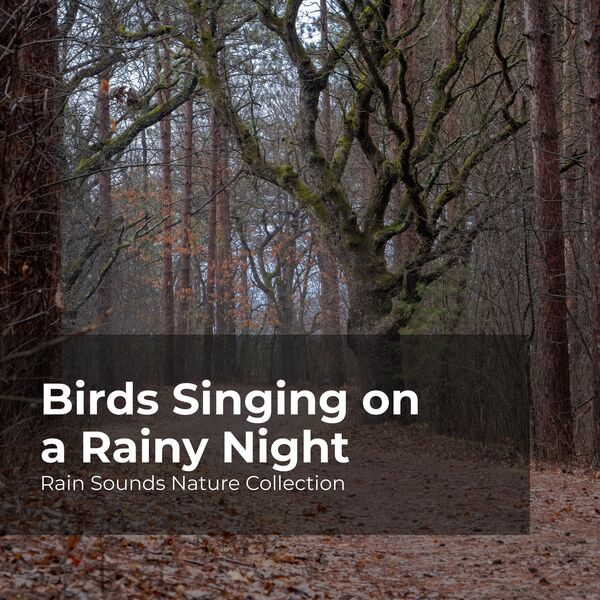 Birds Singing on a Rainy Night, Various Composers by Rain Sounds Nature ...