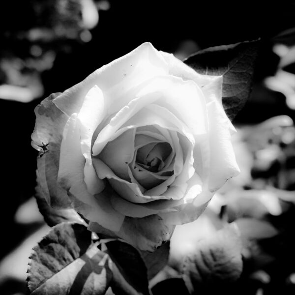 Emotion, Bryz - Qobuz