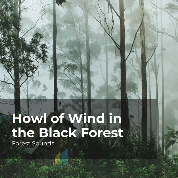 Howl of Wind in the Black Forest, Forest Sounds - Qobuz