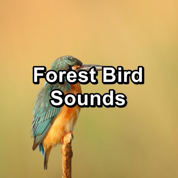 Forest Bird Sounds, Bird Songs - Qobuz