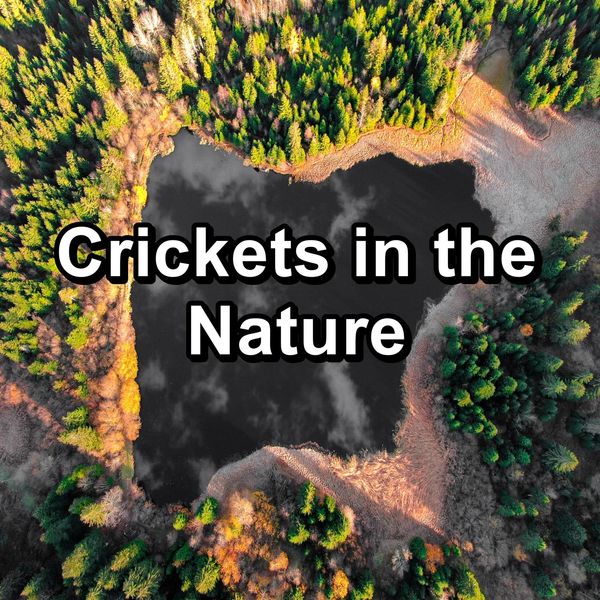 Crickets In The Nature Cam Dut Von Crickets Tinnitus Sleep Solution