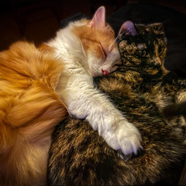 The Love Story of Angus and Millicent, Michael A Johnson - Qobuz