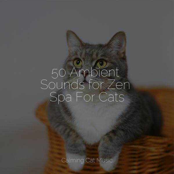 50 Ambient Sounds for Zen Spa For Cats, Music for Resting Cats - Qobuz