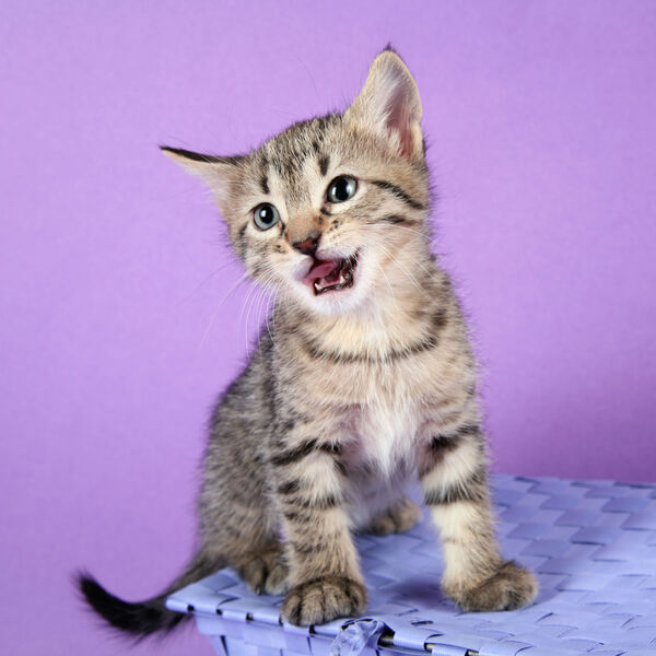 Meow Melodic Magic: Serene Ambient Music Cat Serenades, Spirit Minds ...