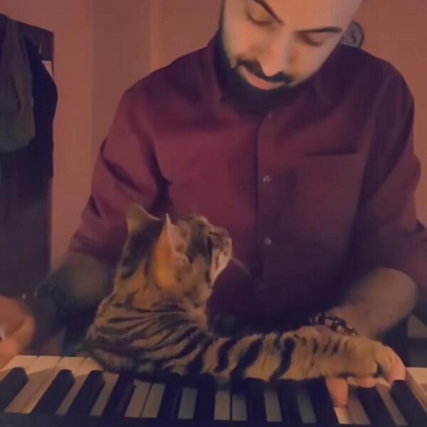 Peace Of Pianist Cat, Sarper Duman - Qobuz